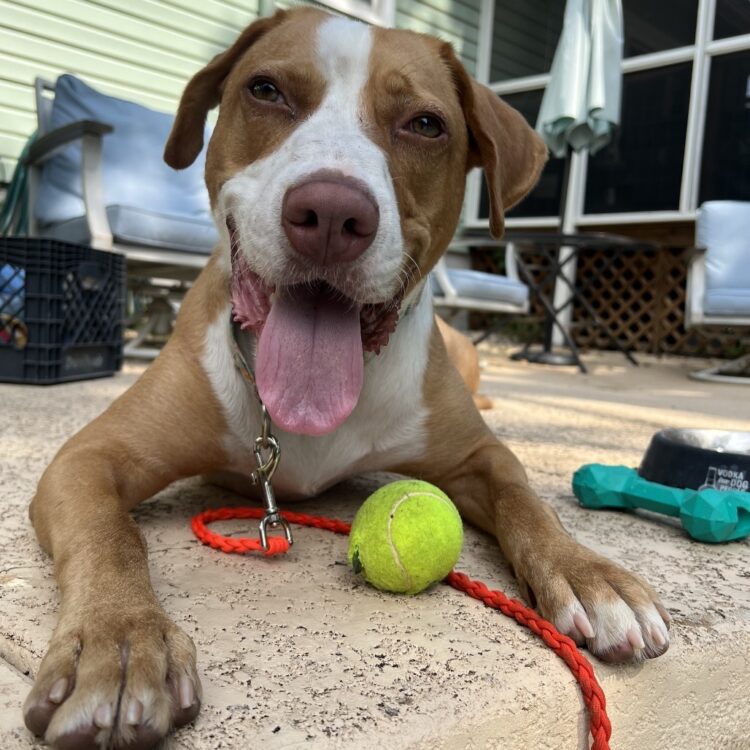 Austin Pets Alive! | Bandito