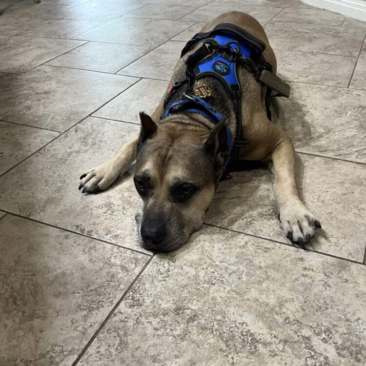 Austin Pets Alive! | Jack