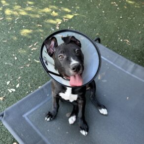 Austin Pets Alive! | Dogs Available For Adoption