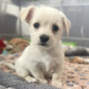 Austin Pets Alive! | Dogs Available For Adoption